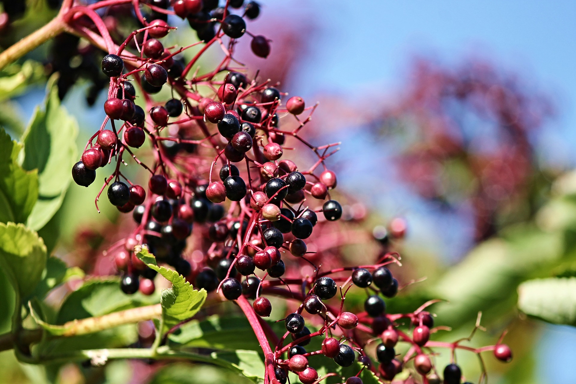 Black Cherry & Elder Berries Kombucha - THEFIFTHTIME